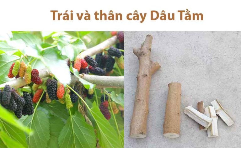 Đeo vòng dâu tằm cho trẻ sơ sinh có thực sự tốt không?